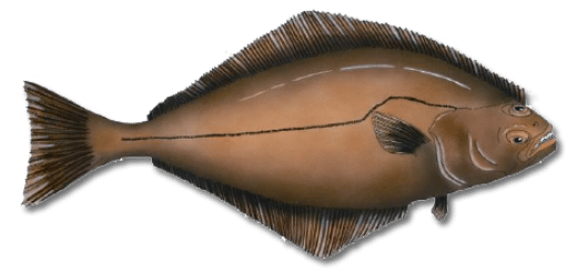Atlantic Halibut » Maine Saltwater Fishing » Fish Species Information
