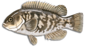 Maine Saltwater Fish Species - Registered Maine Guides